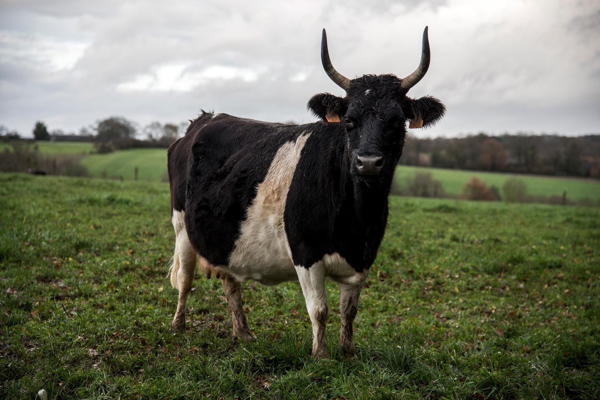 Le Gwell, un gros lait fermenté breton - Les Bouillonnantes