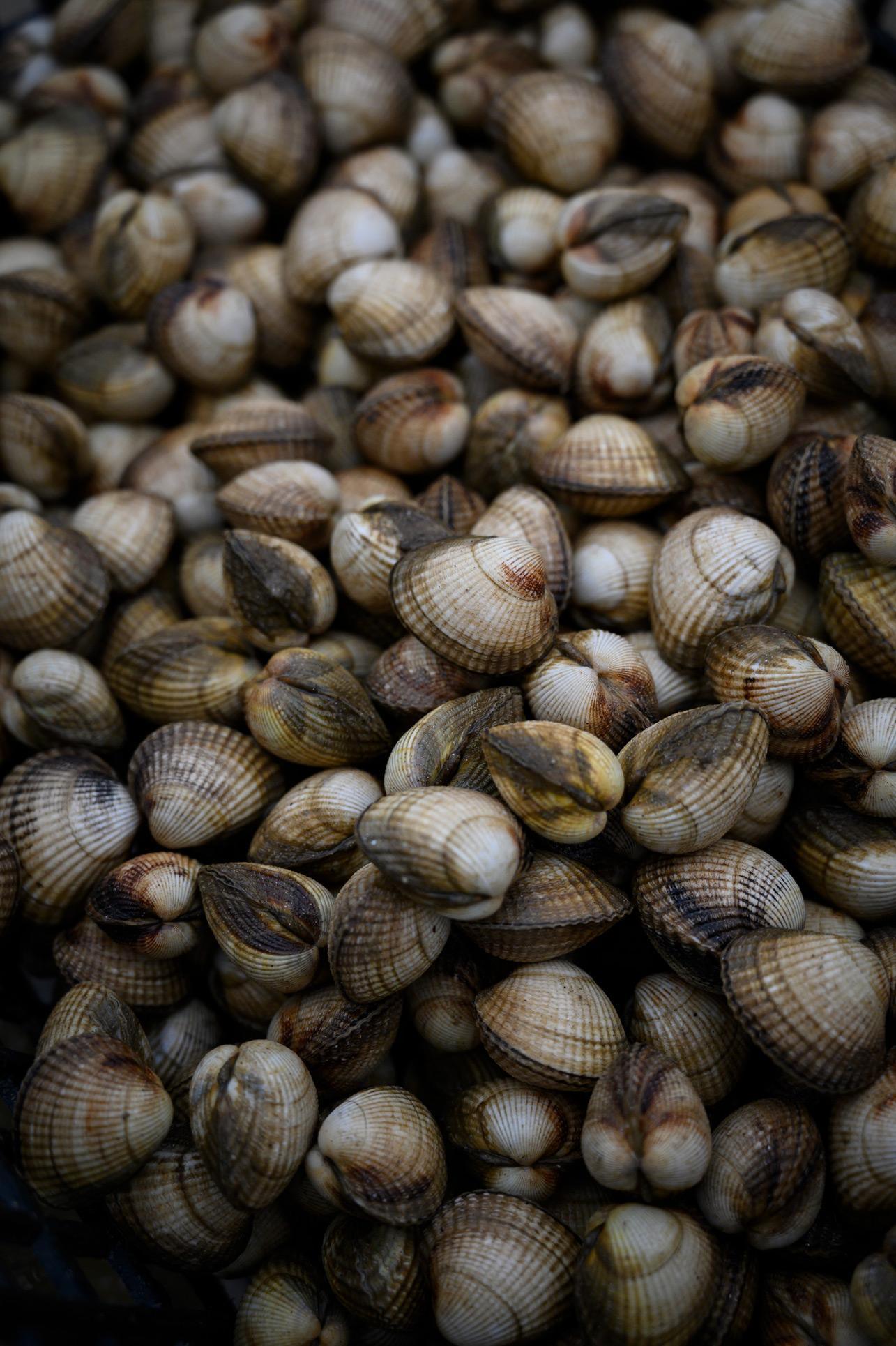 Pêche aux coques (baie de La Baule) - Les Bouillonnantes